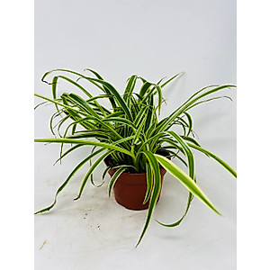 JM BAMBOO Reverse Variegated Spider Plant - Easy to Grow/Cleans The Air - 4in Pot