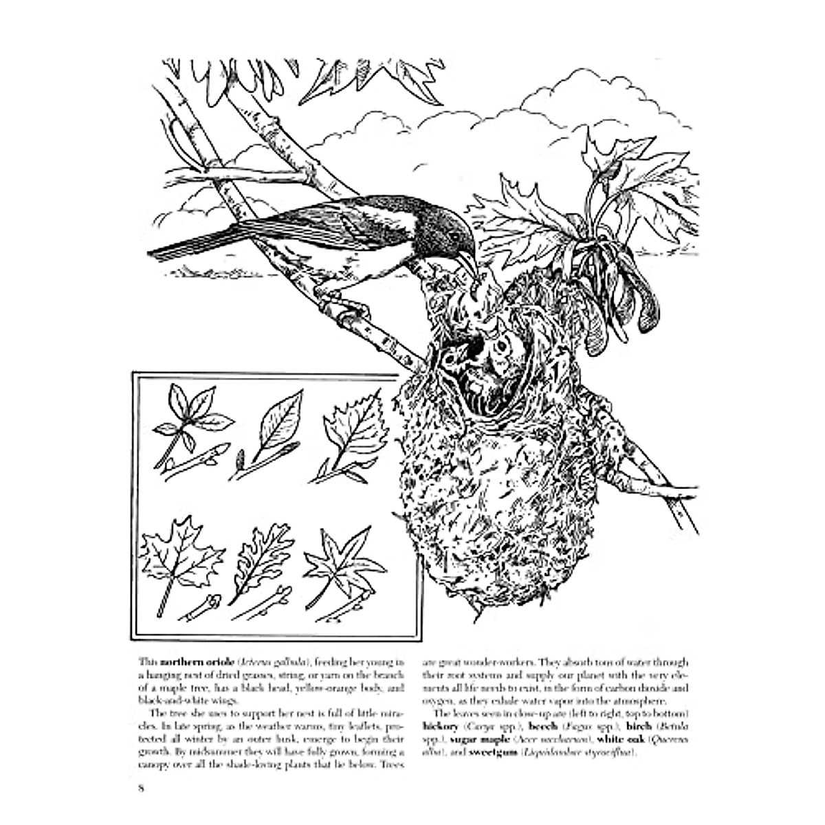 A Walk in the Woods (Dover Nature Coloring Book)