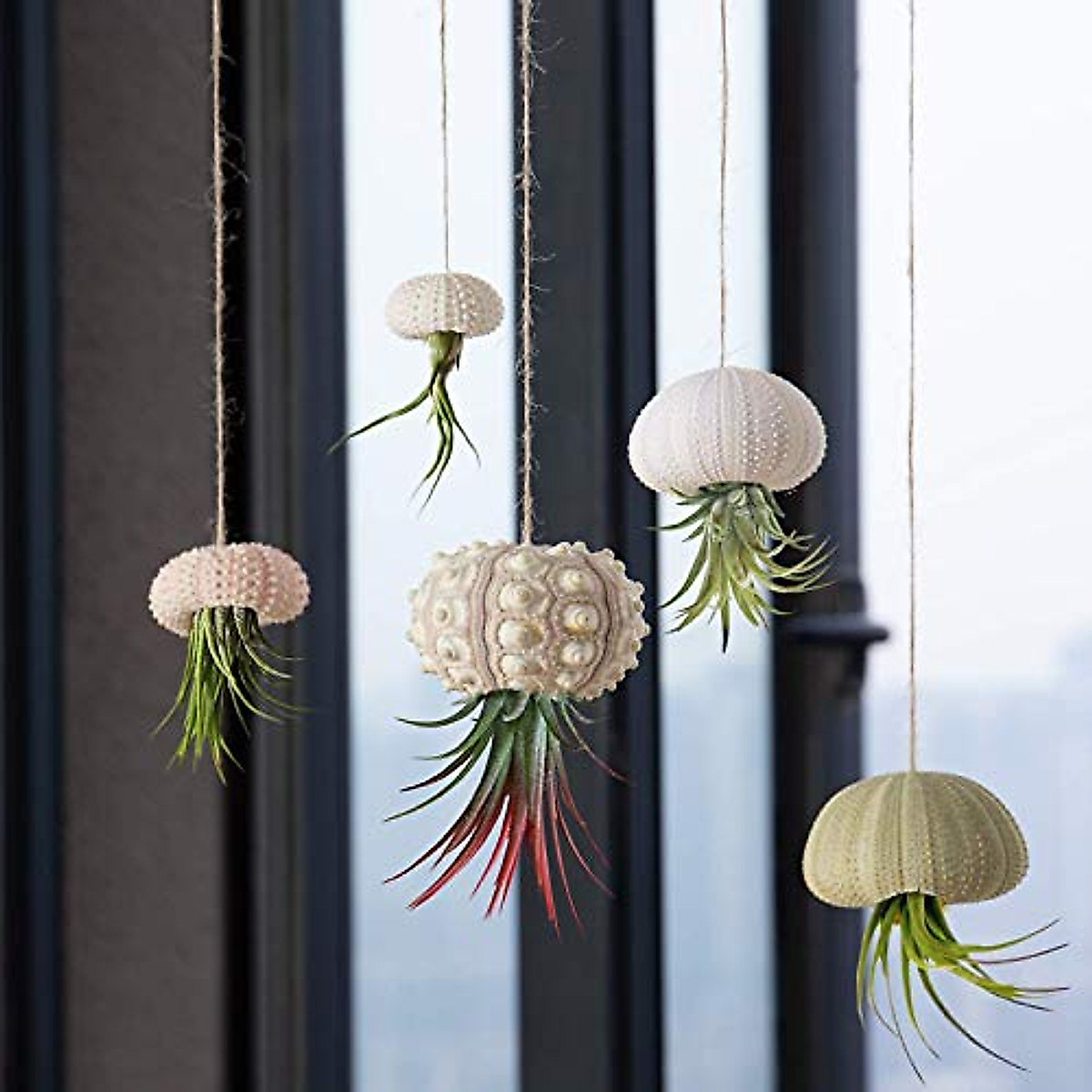 5 Pack Mini Sea Urchin Shell Air Plant Holders- 5 Styles Decorative Hanging Air Plant Pot Cute Tillandsia Succulent Display Container with Ropes for Home Garden Beach Theme Party Decors (No Plants)