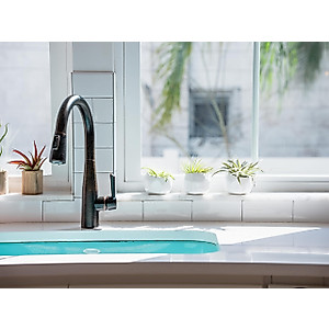 Air Plant Shop 5 Pack XL Tillandsia Balbisiana - Wholesale and Bulk - Succulents - Live Tillandsia - Easy Care Indoor and Outdoor House Plants