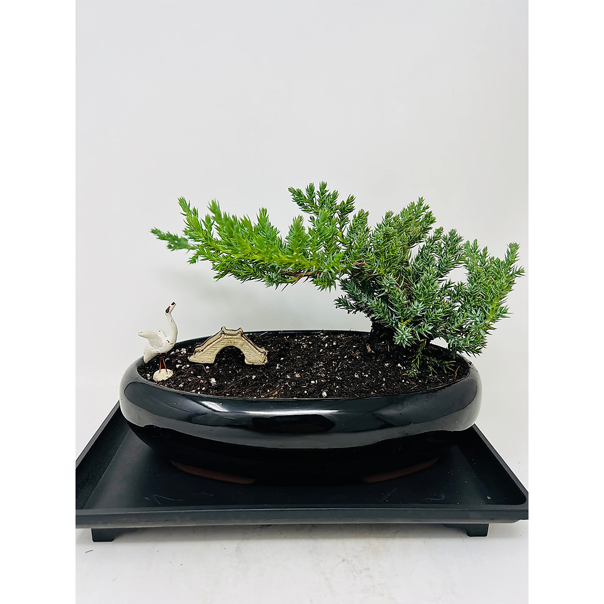 Juniper Bonsai Tree with Modern Black Oval Ceramic Planter