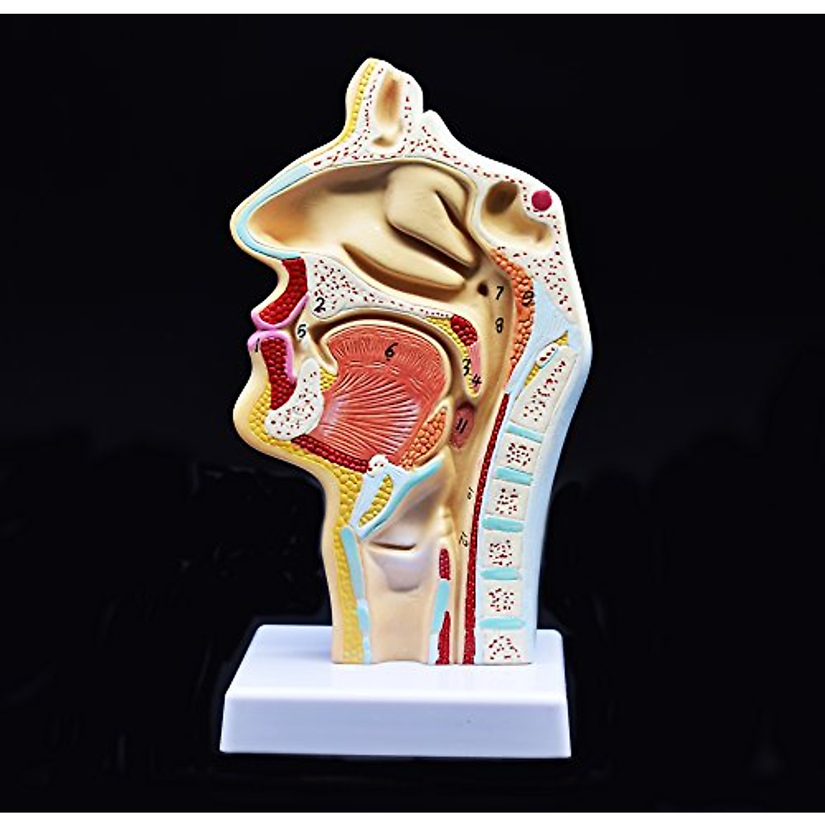 XINDAM Human Anatomical Nasal Cavity Throat Anatomy Medical Model For Science Classroom Study Display Teaching Medical Model