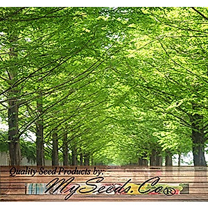 Big Pack - (1,000) Dawn Redwood Tree Seeds - Metasequoia glyptostroboides - by MySeeds.Co (Big Pack - Dawn Redwood)