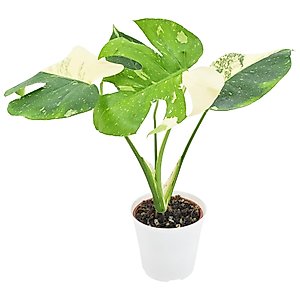 Arcadia Garden Products LV70 Live 4" Monstera Thai Constellation Rare Variegated Indoor Houseplant in White Plastic Pot, 4-inch *Cannot Ship to California*