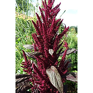 Gaea's Blessing Seeds - Amaranth Seeds - Red Garnet - Non-GMO Seeds with Easy to Follow Planting Instructions - Open-Pollinated - Untreated - Heirloom - 92% Germination - Net Wt. 1.3g