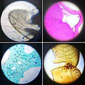 48PCS Kids Plastic Prepared Slides for Microscope of Animals Insects Plants Flowers Sample Specimens for Basic Biological Science Education #81053