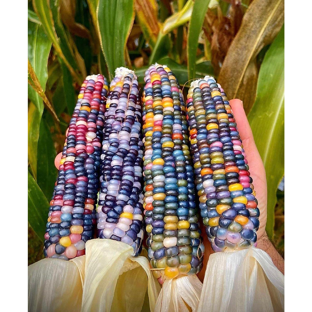 TomorrowSeeds - Glass Gem Ornamental Corn Seeds - 40+ Count Packet ...