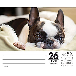 Just Boston Terriers 2021 Box Calendar (Dog Breed Calendar)