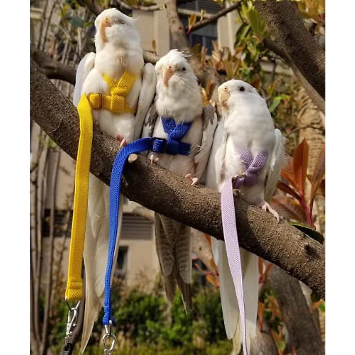 Pet Parrot Bird Harness Leash Adjustable Bird Flying Harness Traction Rope with Cute Wing for Parrots Pigeons Budgerigar Lovebird Cockatiel Mynah Outdoor Training Toy (S, Blue)