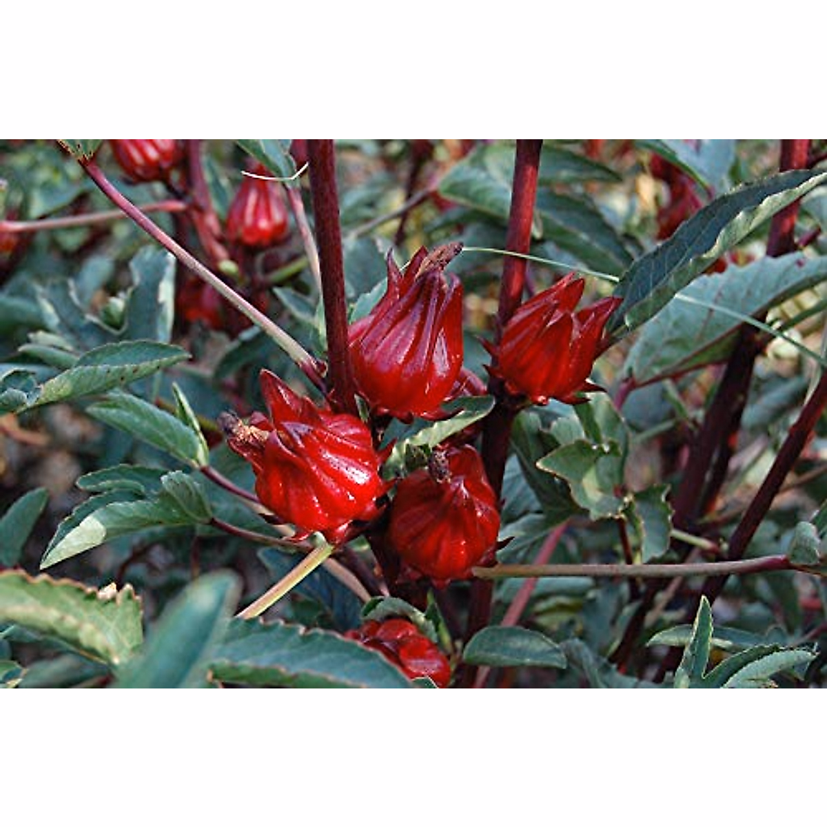 Hibiscus sabdariffa/Roselle Seeds - Pack of 30, Certified Organic, Non-GMO, Open Pollinated, Untreated Flower Seeds for Planting – from USA