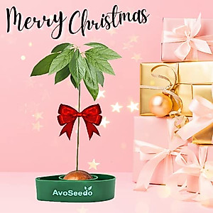 AvoSeedo Avocado Tree Growing Kit, Green, Practical Gifts for Women, Mom, Sister & Best Friend, Plant Indoors with Novelty Pit Grower Boat & Kitchen Garden Seed Starter