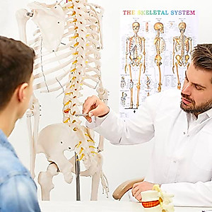 Skeleton Stand, Life Size Model, Standing Human Skeletons, 71x20x20 Inches, Lifesize Full Body Anatomy, Articulated Anatomical Skeletal System, Anatomically Correct Medical Physiology | Houseables