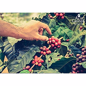 Alto Grande Premium Coffee Whole Bean - 2 Lbs (Pack of 1)