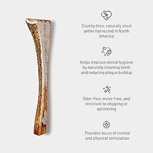 Get Joy Elk Antler Split Natural Dog Chew, Large 5-7 Inches, Odor Free, Long Lasting, Naturally Shed and Harvested in USA