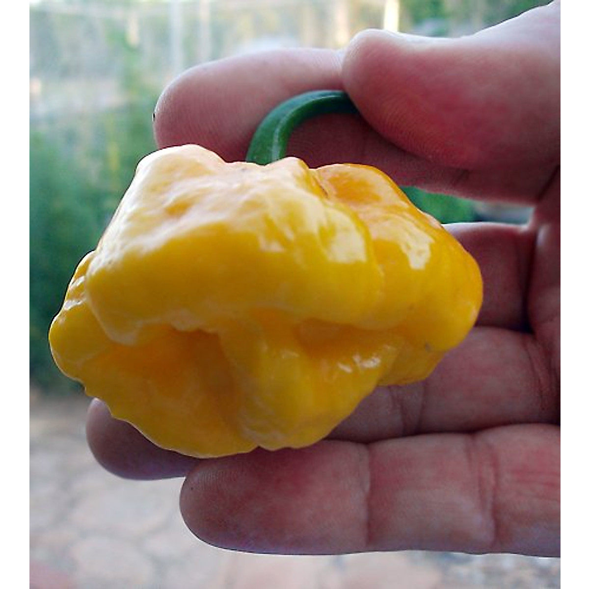 30+ Scotch Bonnet Jamaican Hot Yellow Pepper Seeds Heirloom Non-GMO Ship from USA