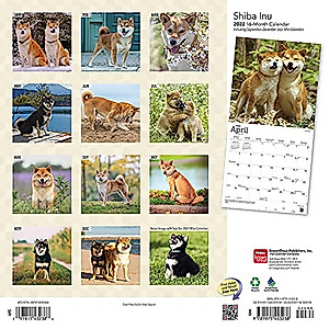 Shiba Inu 2022 12 x 12 Inch Monthly Square Wall Calendar, Animals Asian Dog Breeds DogDays
