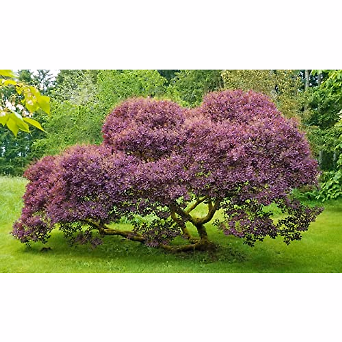 Royal Purple Smoke Tree - 1 Gallon, 3'-4'ft Tall - Established Potted Plant - Continus Coggygria - Fast Growing Tree, Fall Color, Spring Blooms