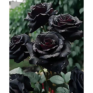Rare Black Rose Seeds for Planting, Heirloom, No-GMO 200+ Beautiful Flower Seeds Home Garden Bonsai