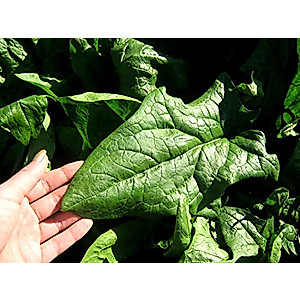Gaea's Blessing Seeds - Spinach Seeds (3.0g) - Giant Winter Spinach Non-GMO Seeds with Easy to Follow Planting Instructions - Open-Pollinated Heirloom 95% Germination Rate