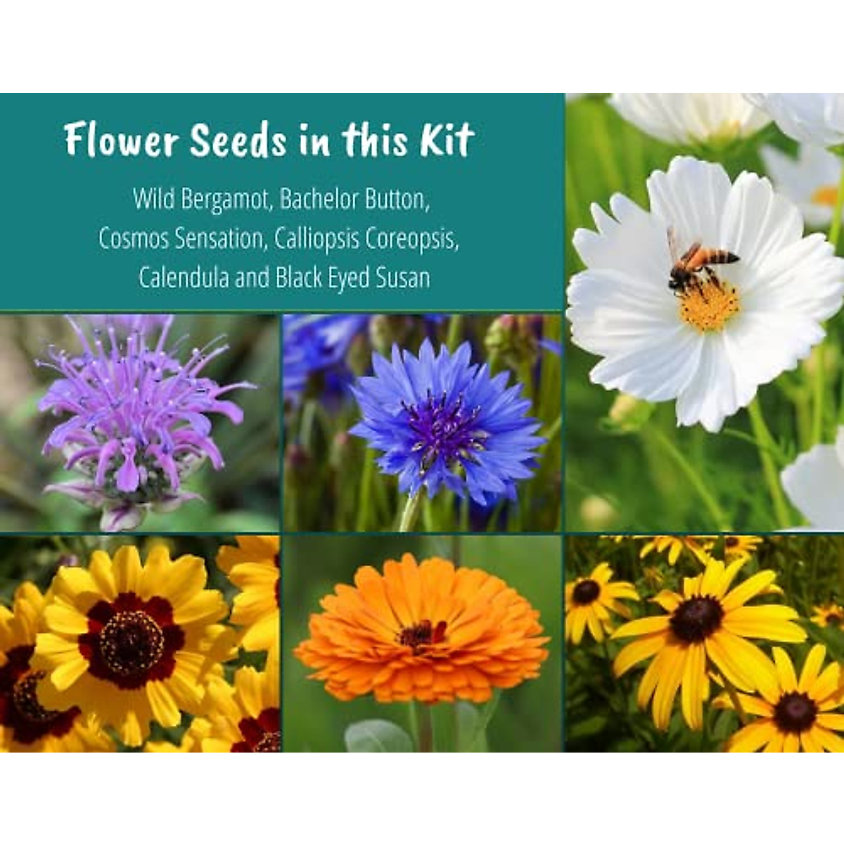 Nuggets of Nectar Pollinator Garden Flower Seed Starter Kit - Grow 6 Types of Wildflower Seeds Including Cosmos, Calendula, Bee Balm, Bachelor Button, Calliopsis and Black Eyed Susan Seeds