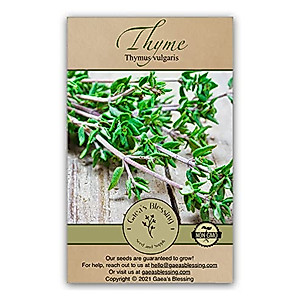 Gaea's Blessing Seeds - Thyme Seeds - Non-GMO - with Easy to Follow Planting Instructions - Herb Thymus Vulgaris 350mg 90% Germination