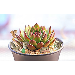 8Pcs Mini Squirrel Animal Figurines Garden Decor, Cute Fairy Garden Accessories Supplies, Miniature Character Toys Garden Statues Cake Toppers Decoration