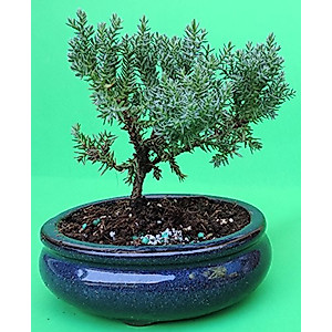 Fertilized Juniper Tree Bonsai Sold by JM Bamboo