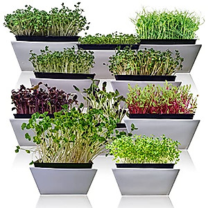 Survival Garden Seeds Microgreens 10 Pack - Instructions to Plant, Sprout, and Grow a Mix of Microgreen Plants - Arugula, Broccoli, Radish, Pea, Sunflower, Basil, Cabbage, Buckwheat, Kale, Beet Seed