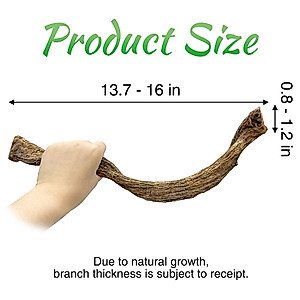 Apatal Reptile Branch Decor Snake Climbing Wood Branches Lizard Habitat Decorations Terrarium Wooden Tree Trunk Ornament for Bearded Dragon Snake Geckos Chameleon Frog 4 Pcs (14-16 inch)