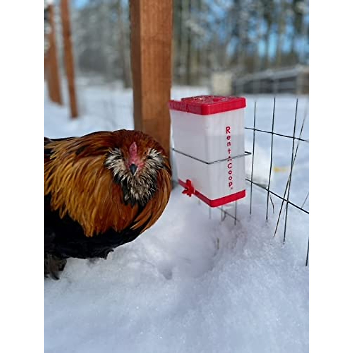 RentACoop 2-Liter(67oz) Heated Poultry Waterer for Chickens/Pigeon/Quail/etc