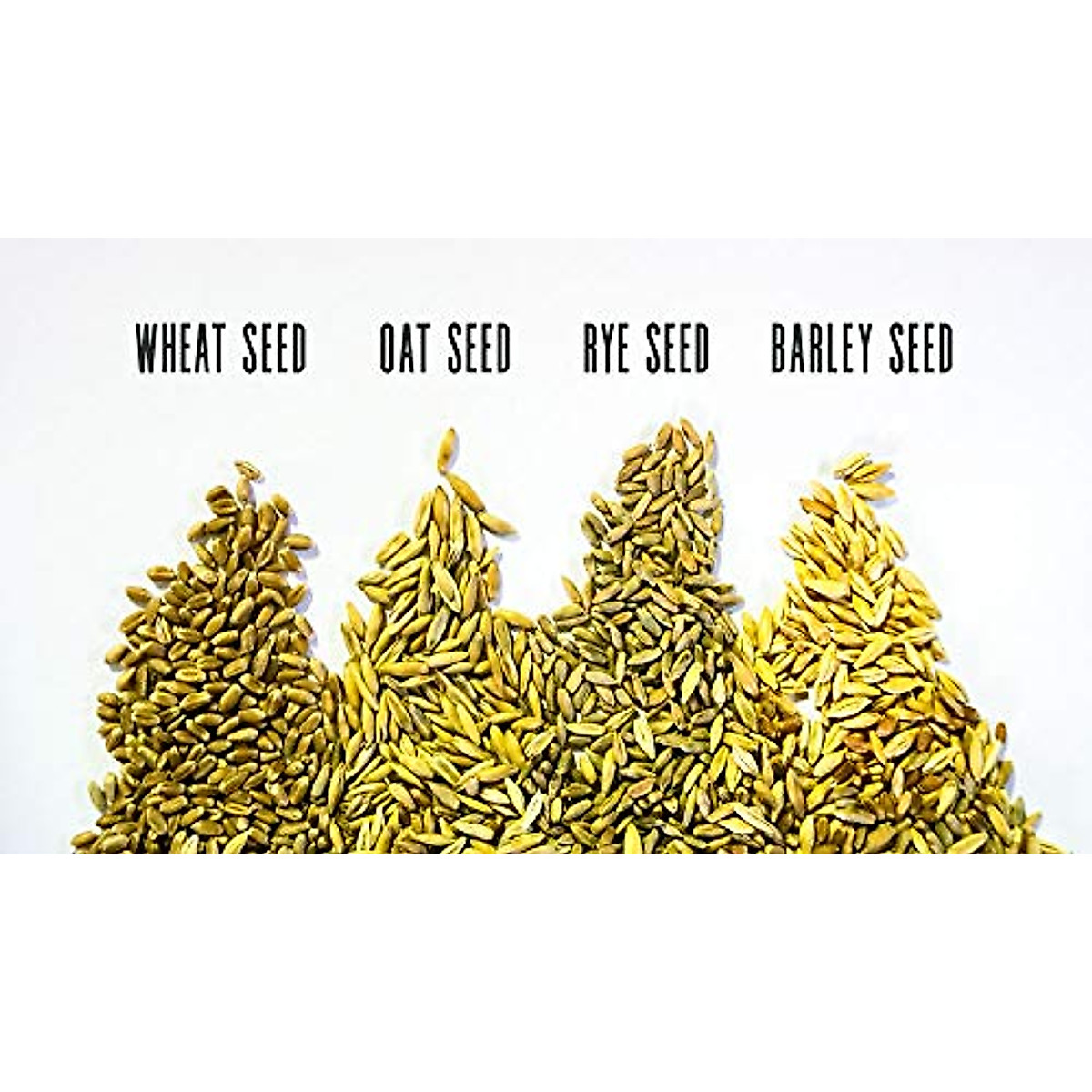 Thunder Acres Cat Grass Blend - Wheat, Barley, Oats, and Rye Seed Mix - Non-GMO - Certified Organic - Bonus CAT Toy (8 oz)