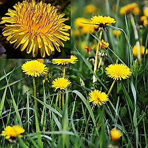 MOKALALA 2000 Pcs Dandelion Seeds | Non-GMO | Open Pollinated Seeds Herb Plant for Home Garden Planting, Fresh Garden Seeds, Gardeners Choice!