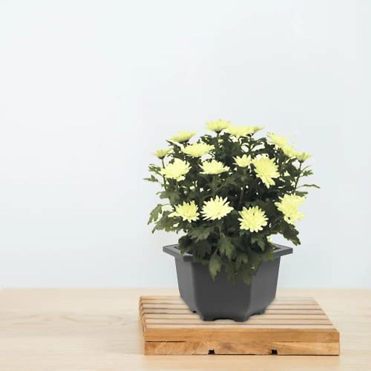 MONDWARE Three Training Plastic Hexagonal Bonsai Pot and Trays + Plastic Shovel and 12 T-Shaped Markers