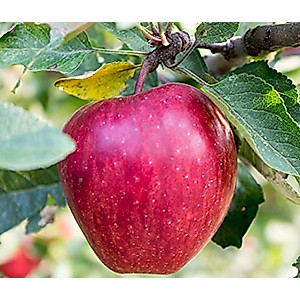 Apple Seeds for Planting| 100 Seeds Packet