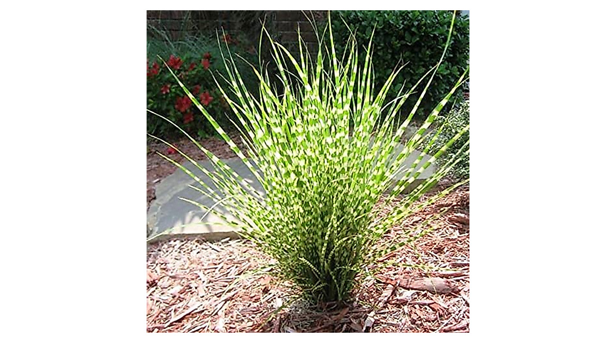 Zebra Grass Seeds - Low-Maintenance Ornamental Grass for Gardens