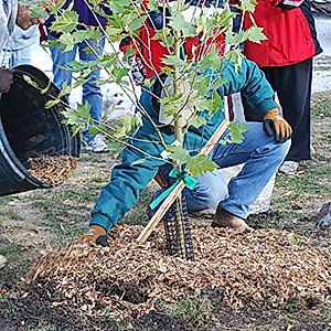 4 Rolls Stretch Tie Tape, 1/2 Inch Wide Garden Tie Tape Thick Plant Ribbon Garden Green Vinyl Stake for Branches, Flowers, Plants, Total 600 Feet (0.5 Inches)