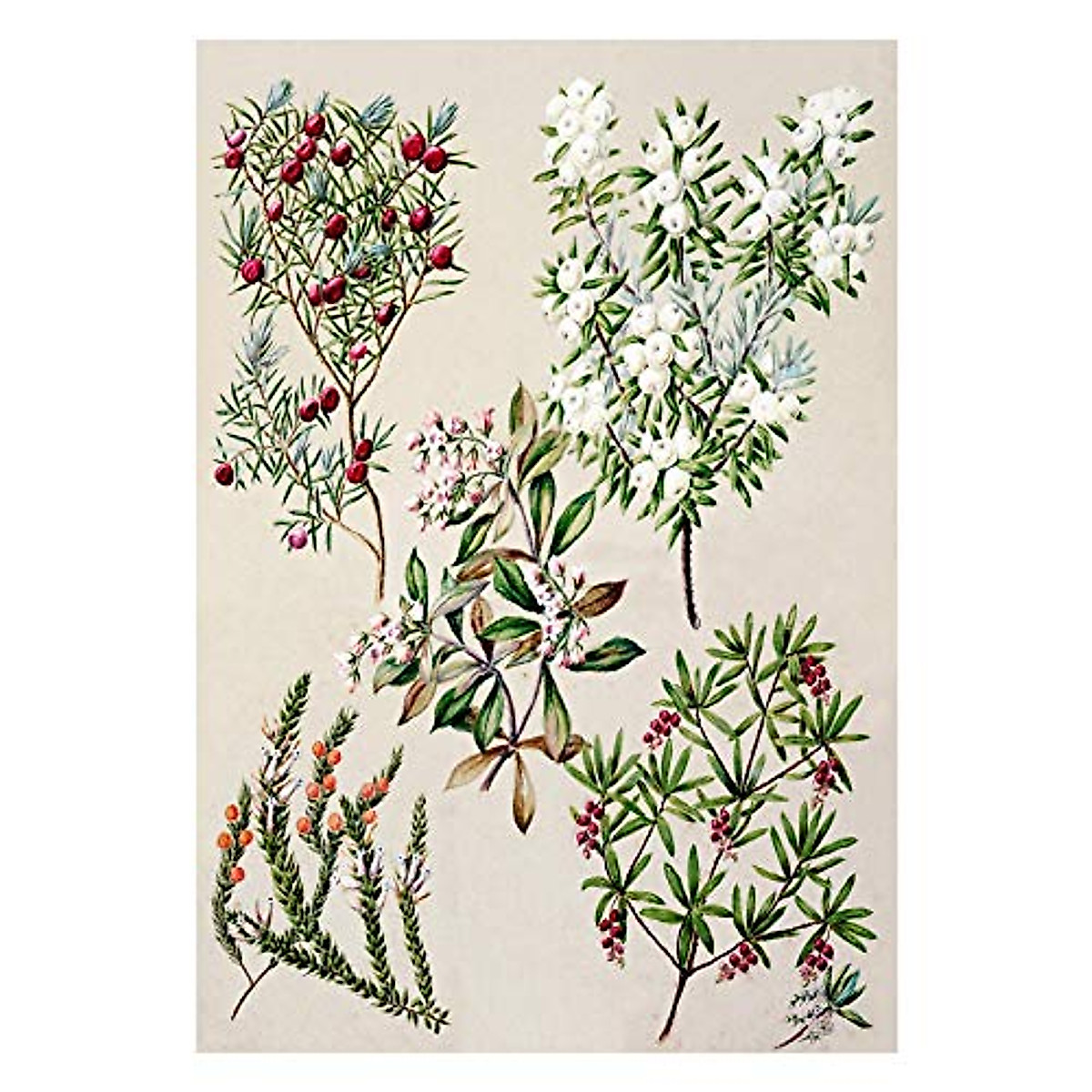 Ink Inc. Botanical Prints Floral Wildflowers Wall Art Prints - Set of 9-5x7- Matte - Unframed
