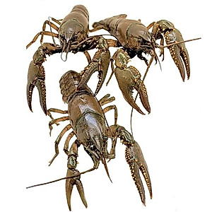 Toledo Goldfish Crayfish: Live Crawdads Perfect for Stocking Ponds or Aquariums - 10 Count