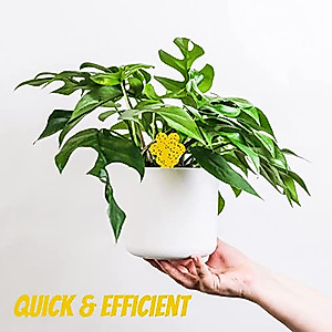 Super Ninja Gnat Traps for House Indoor - 10 Traps - Highly Effective and Ecological Gnat Traps - Fungus Gnat Killer Indoor - Fungus Gnat Sticky Trap for Fungus Gnat and Whitefly - Up to 3 Months