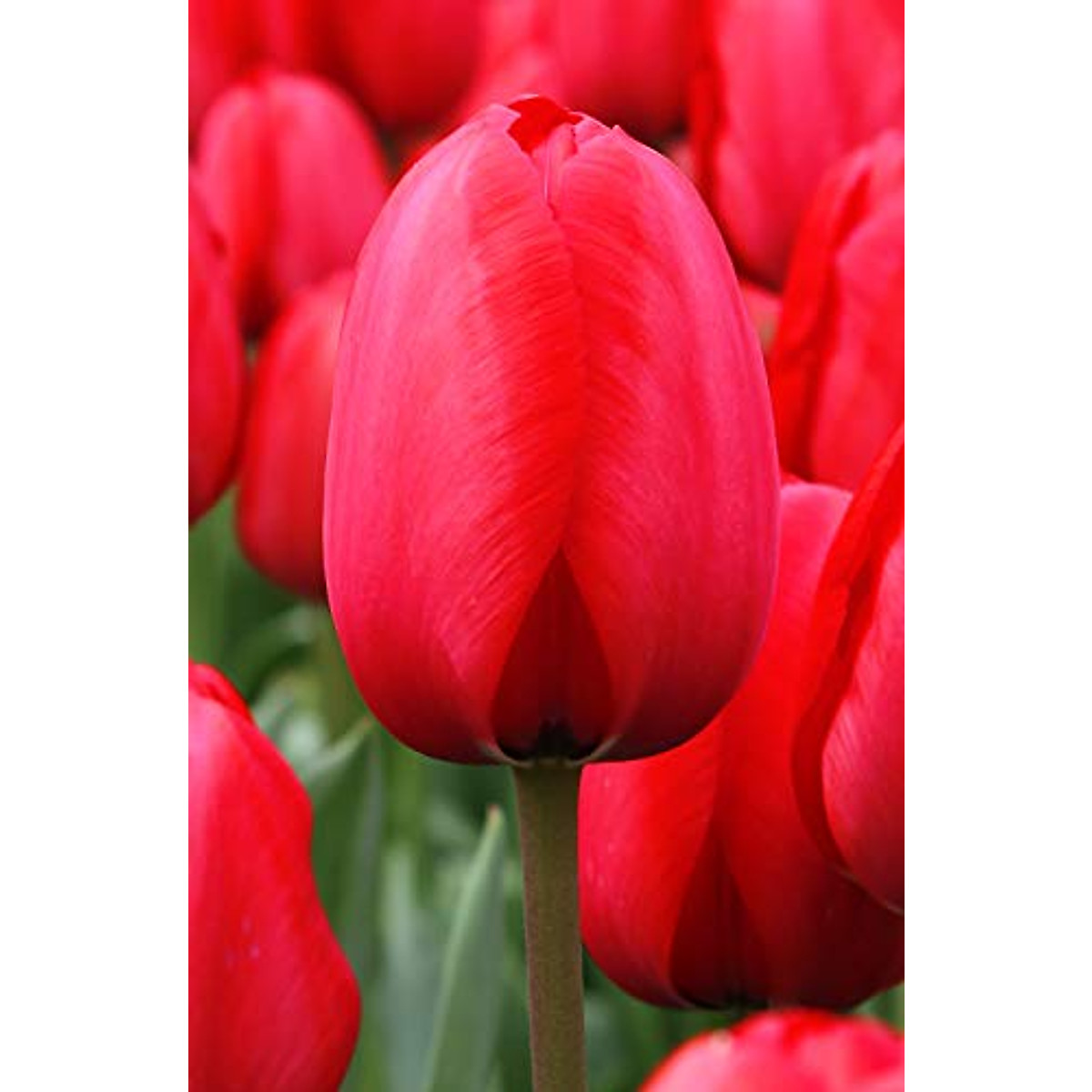 PRE-Order for Spring (RFS) 25 (Bulbs) Darwin Hybrid Tulip (Red Impression)