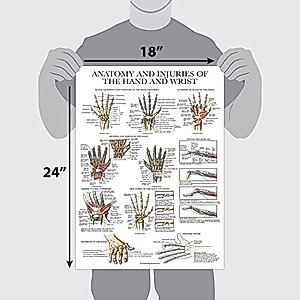 Palace Learning 2 Pack - Anatomy and Injuries of the Hand & Wrist + Anatomy and Injuries of the Foot & Ankle - Set of 2 Anatomical Charts - Laminated 18" x 24"