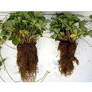 Wildroot Organic Mycorrhizae 16 Species Mycorrhizal Inoculant Drought Proof’s Plants &Trees, Saves Water & Precious Fertilizer, Root Stimulator Explodes Root Growth (5oz - 1055 Plants)