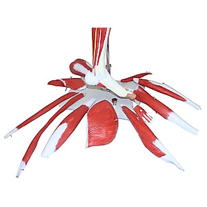 Jackson Global JS00098 Muscles of The Human Leg, 13 Parts | 64 Identifiable Structures