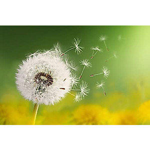 15000+ Pcs Dandelion Seeds Organic Real Herb Planting The Dandelion Seed