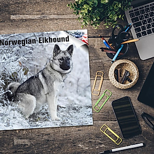 2023 2024 Norwegian Elkhound Calendar - Dog Breed Monthly Wall Calendar - 12 x 24 Open - Thick No-Bleed Paper - Giftable - Academic Teacher's Planner Calendar Organizing & Planning - Made in USA