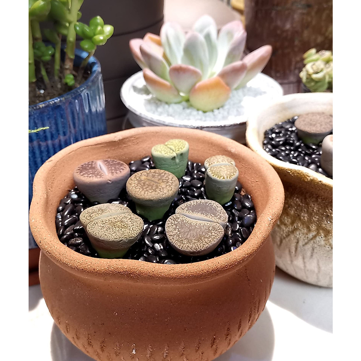 Black River Rocks, 2lb 6-9mm Natural Polished Pebbles, Small Decorative Indoor Plant terrarium Gravel, Succulents Cactus Bonsai Landscape Stone for Fish Tank, Vase Fillers, Home Decor and Fairy Garden