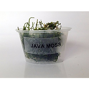 Java Moss Portion in 4 Oz Cup and Java Moss Mat - Easy Live Fresh Water Aquarium Plants