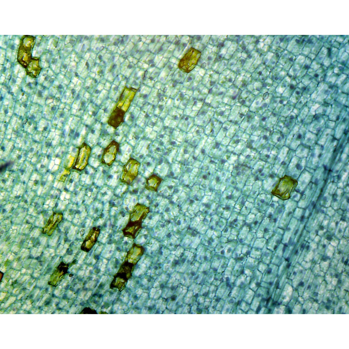 Elodea Submerged Leaf - Microscope Slide