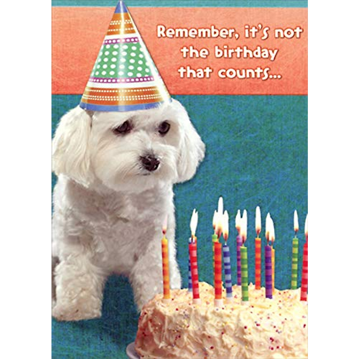 Designer Greetings White Dog with Party Hat and Cake Funny : Humorous Birthday Card