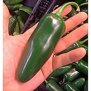 Giant Jalapeno Pepper Seeds Huge PODS Great Stuffers MILD (25 Seeds)